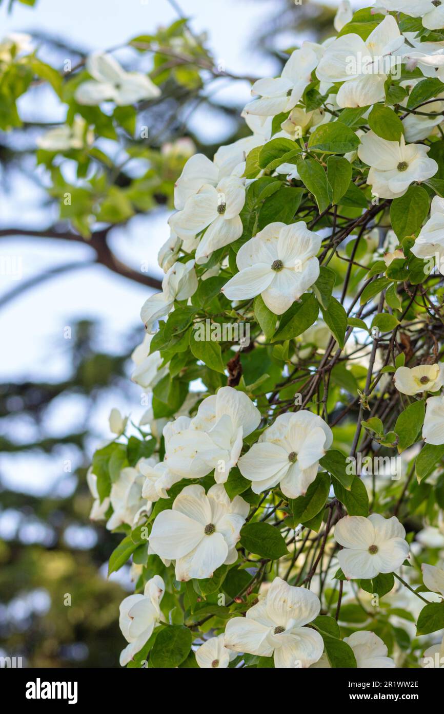 Cornus florida, the flowering dogwood, is a species of flowering tree ...