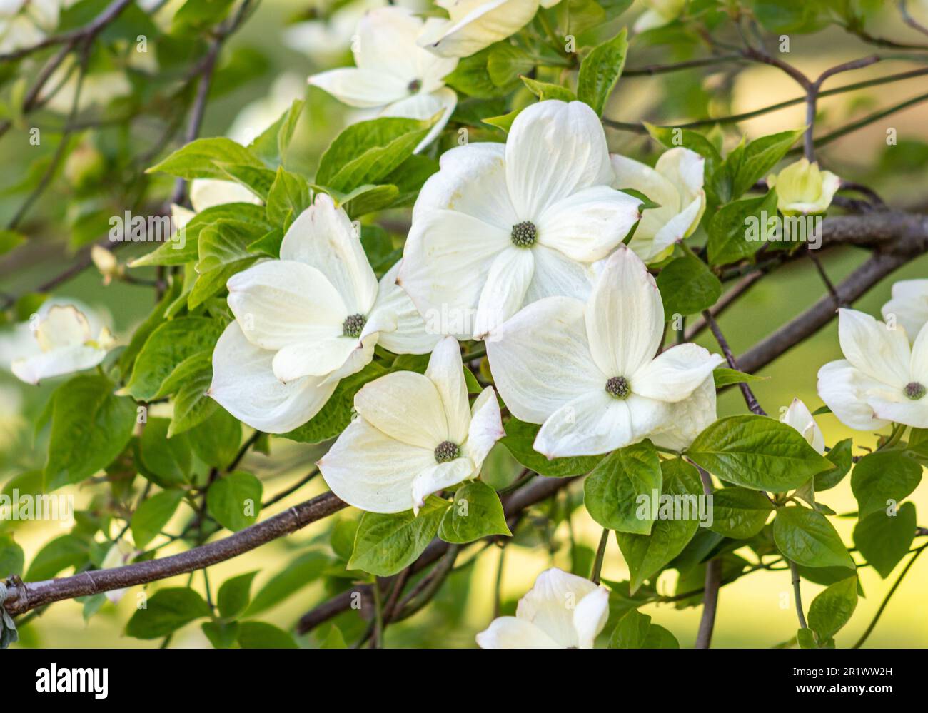 Cornus florida, the flowering dogwood, is a species of flowering tree ...