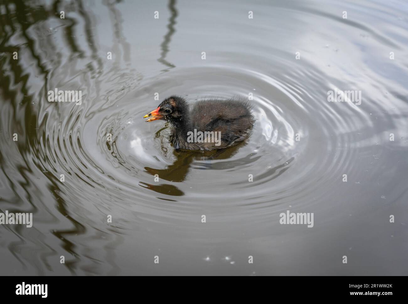 Common moorhen fledgling (Gallinula), England, UK Stock Photo - Alamy