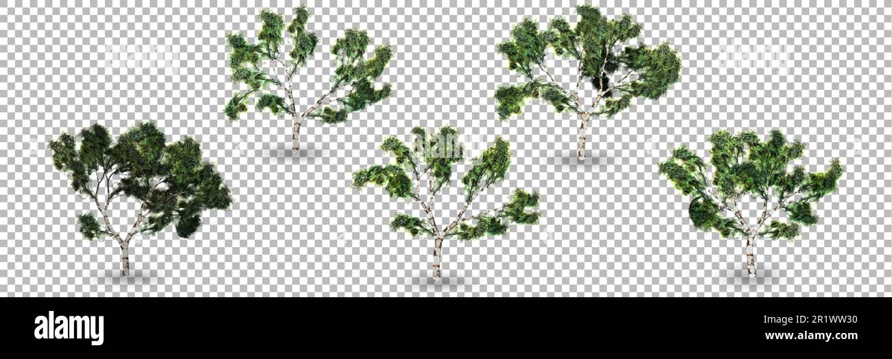 Sets of 3D rendering birch trees with transparency background Stock ...