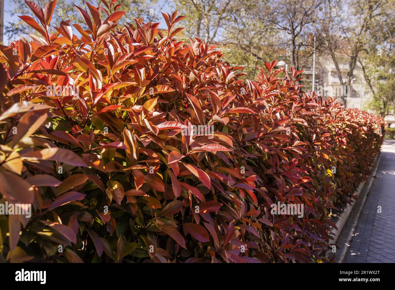 Red leaf hedges in an urban park attached to a street with a tiled ...