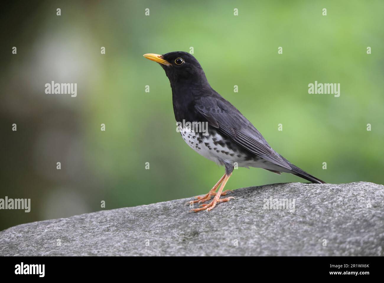 Japanese thrush (Turdus cardis) male in Japan Stock Photo - Alamy