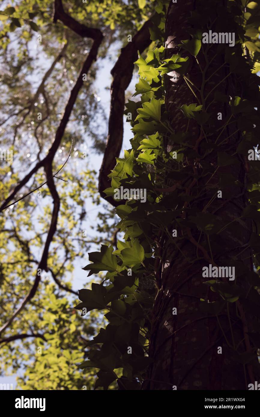 Nature is absolutely amazing Stock Photo - Alamy