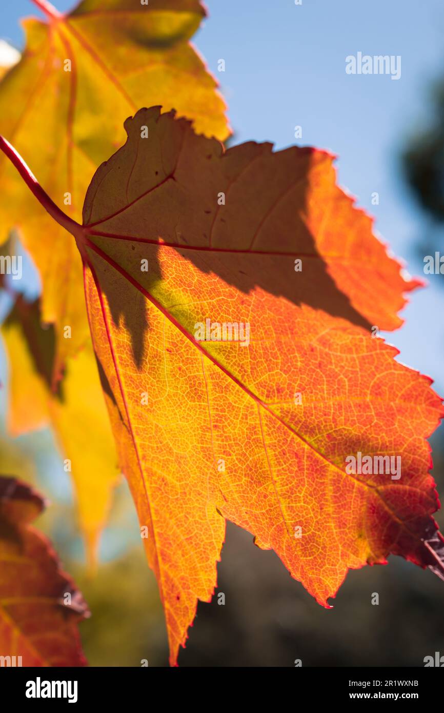 Wonderful scenery leaf hi-res stock photography and images - Alamy