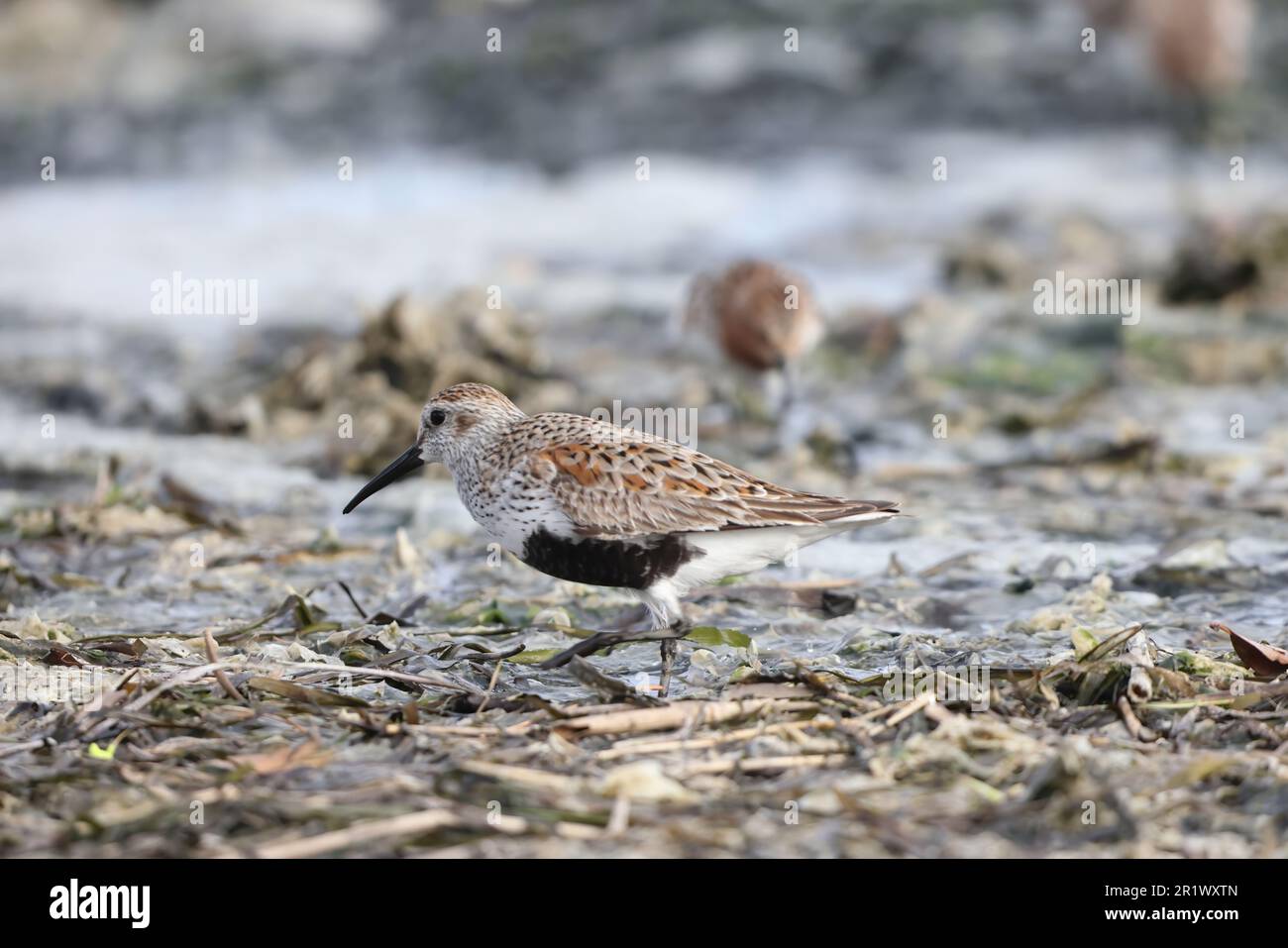 Dunlin summer feather (Calidris alpina ) in Japan Stock Photo - Alamy