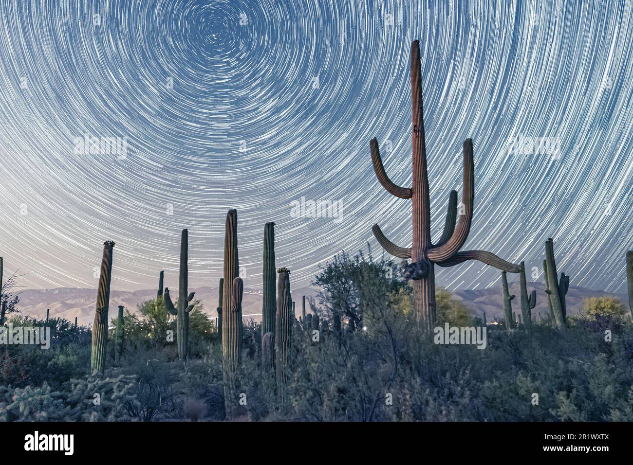 Star trails over forest astrophotography hi-res stock photography and ...