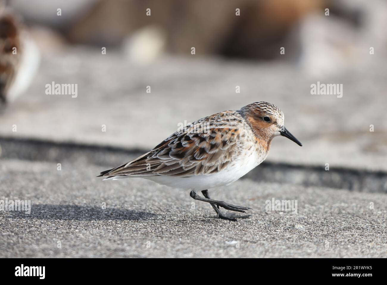 Red-necked Stint (Calidris ruficollis) summer feather in Japan Stock ...