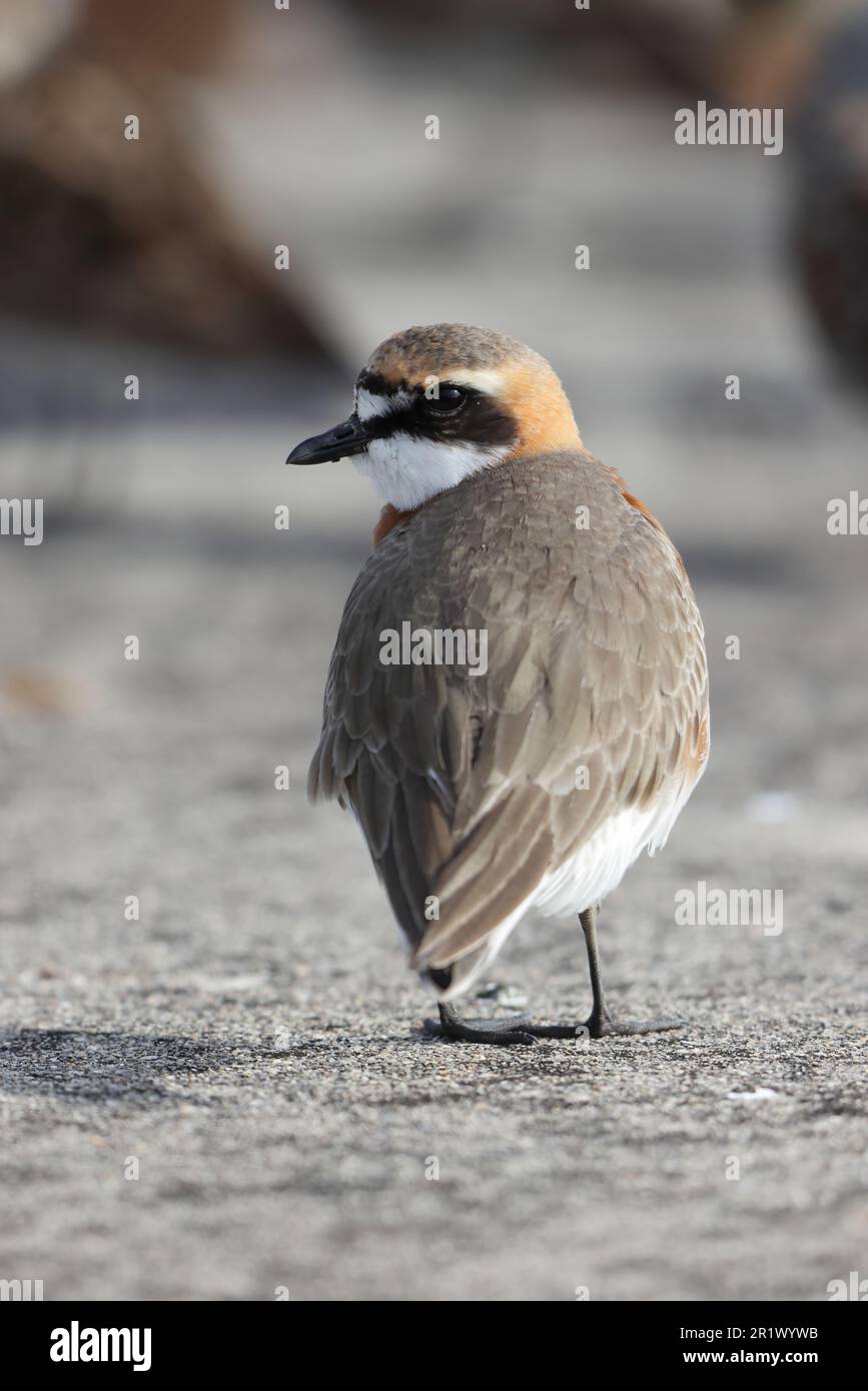 Lesser Sand Plover (Charadrius mongolus) in Japan Stock Photo - Alamy