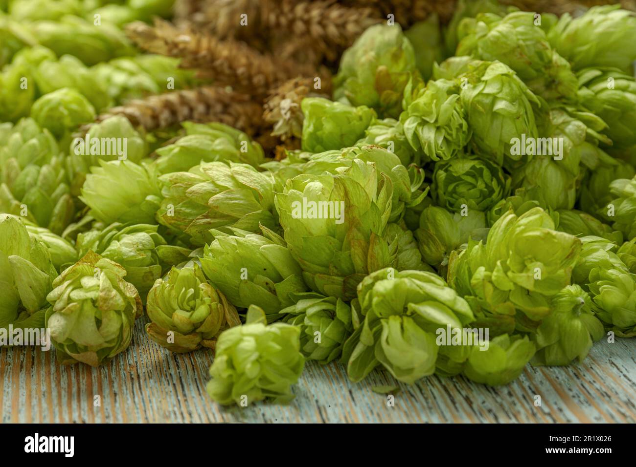 Fresh green hops and spikes on light rustic table, closeup Stock Photo ...