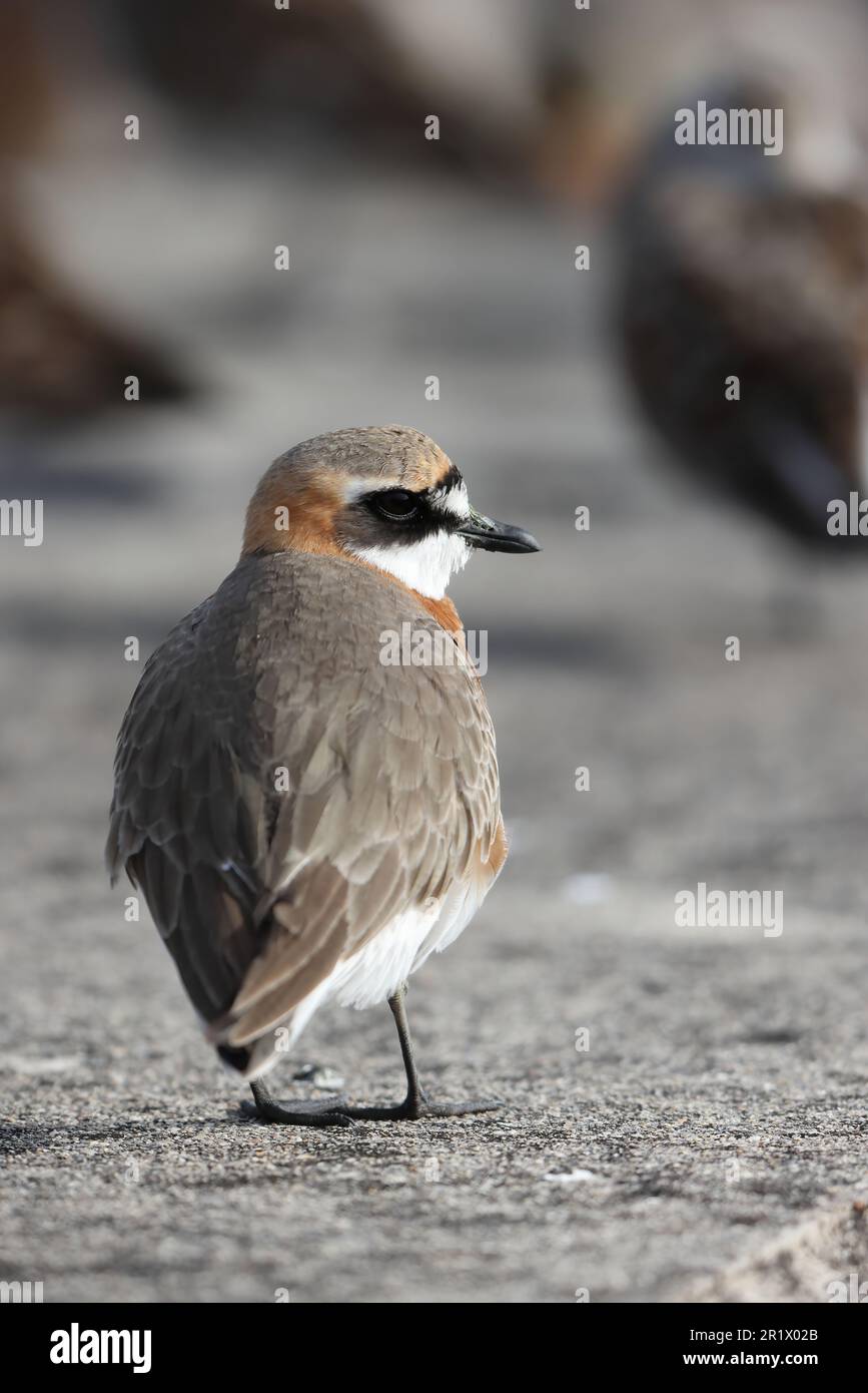 Lesser Sand Plover (Charadrius mongolus) in Japan Stock Photo - Alamy