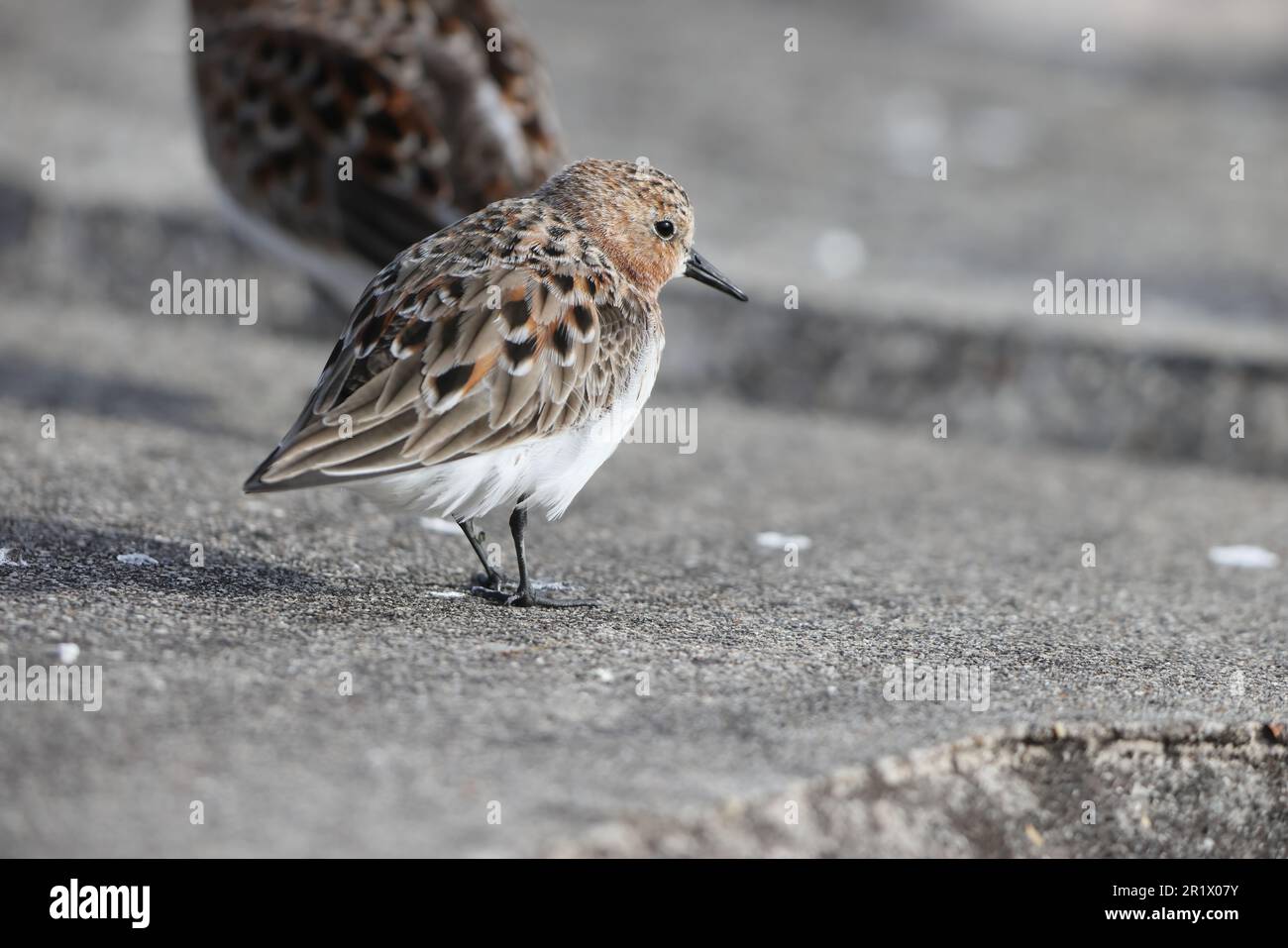 Red-necked Stint (Calidris ruficollis) summer feather in Japan Stock ...