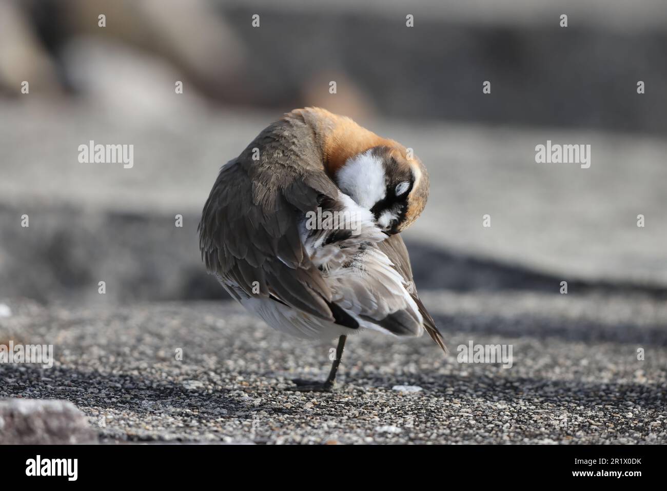 Lesser Sand Plover (Charadrius mongolus) in Japan Stock Photo - Alamy