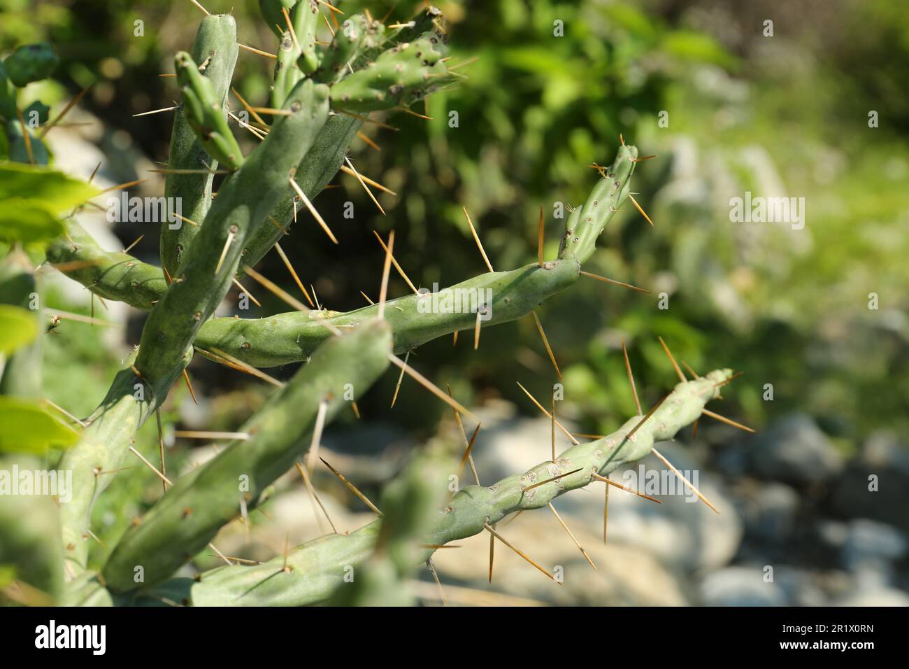 Beautiful cactus with big thorns growing outdoors, closeup Stock Photo ...