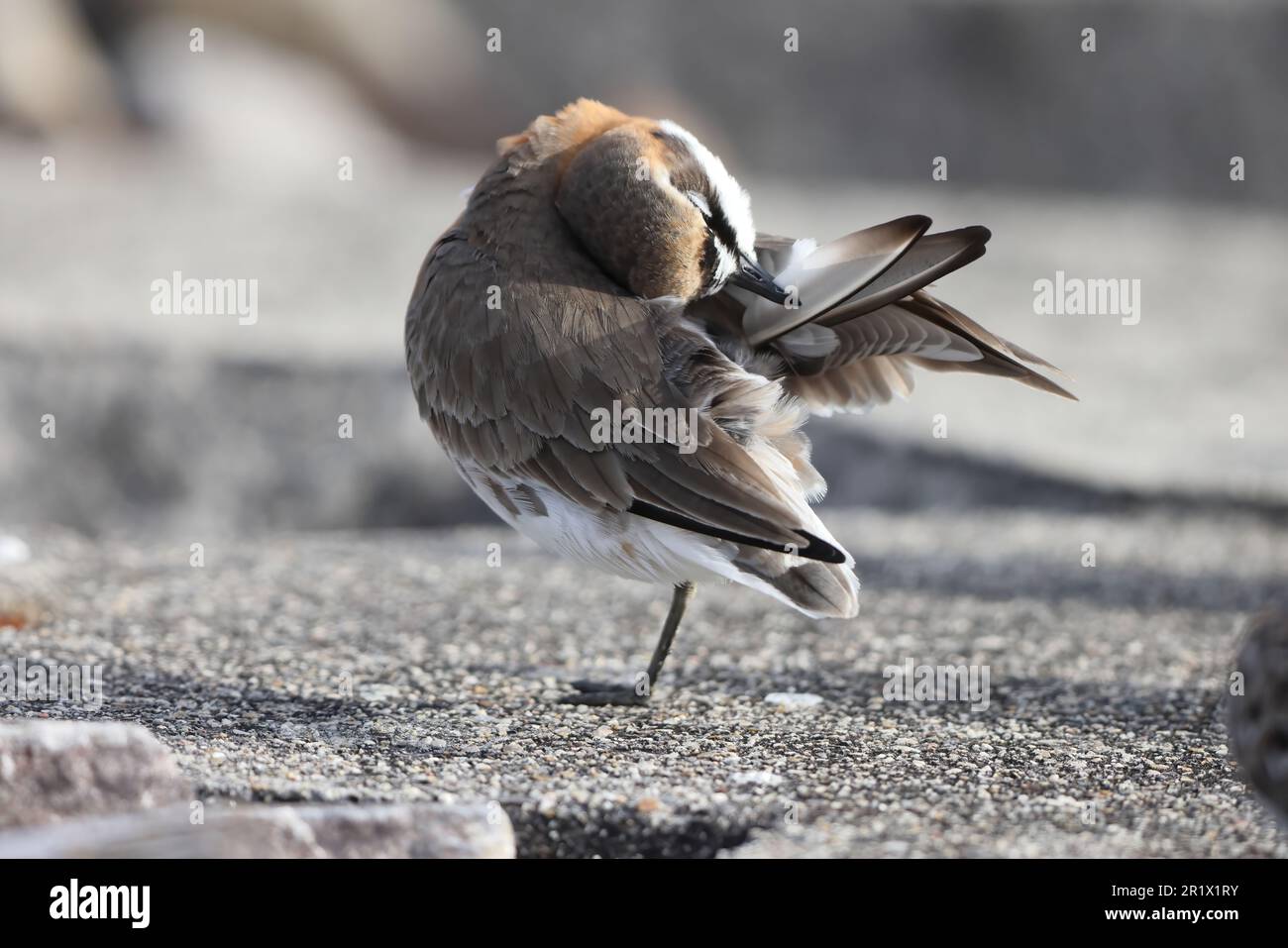 Lesser plover hi-res stock photography and images - Alamy