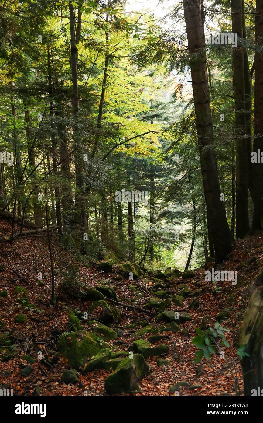 Pathway of stones hi-res stock photography and images - Alamy