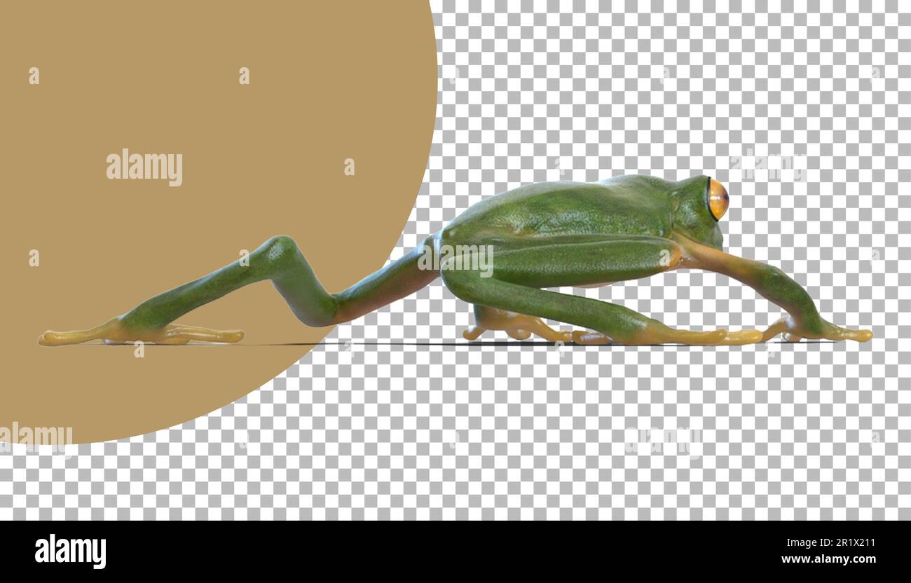 Cute green tree frogs wild life concept Stock Photo - Alamy