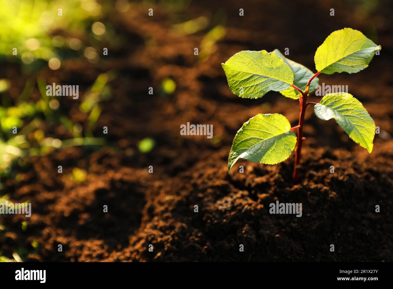 Seedling growing in fresh soil outdoors, closeup. Planting tree. Space ...