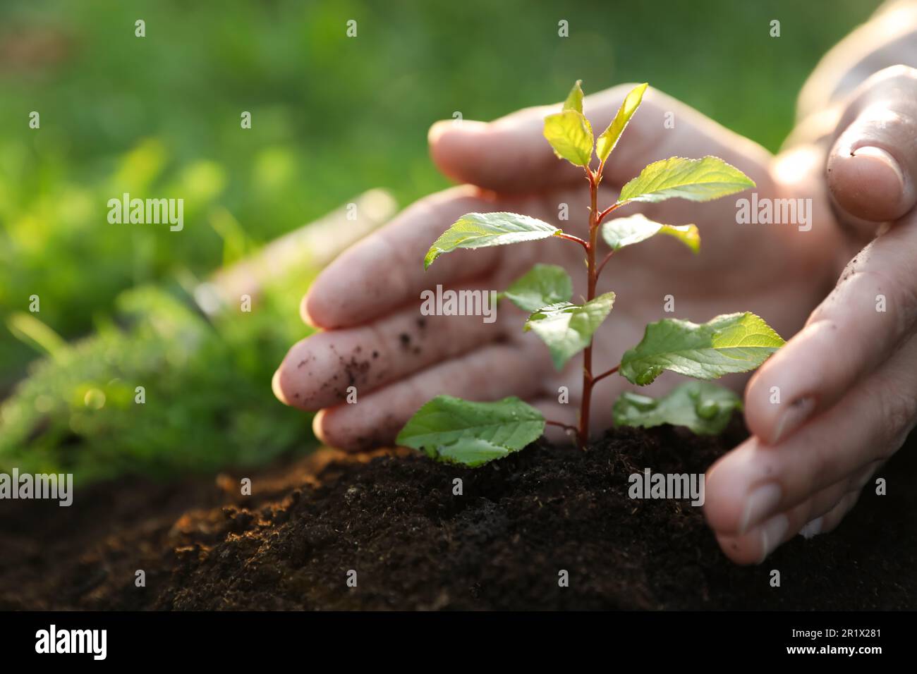 Woman protecting seedling in hi-res stock photography and images - Alamy