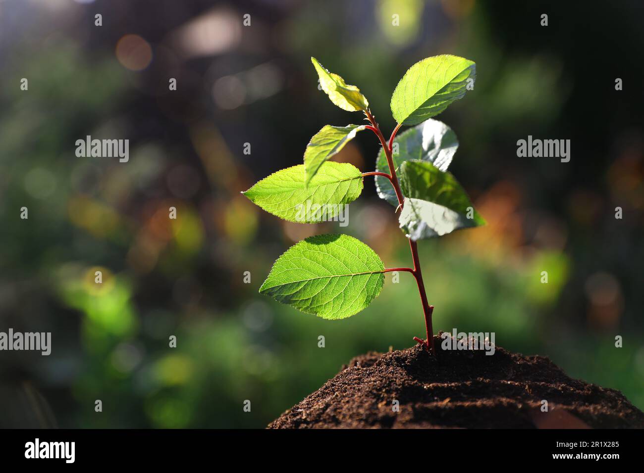 Planting tree. Seedling growing in soil outdoors, closeup. Space for ...