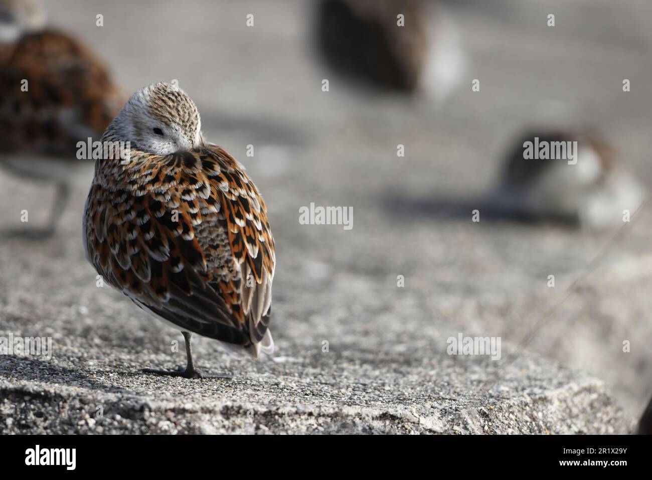 Dunlin summer feather (Calidris alpina ) in Japan Stock Photo - Alamy