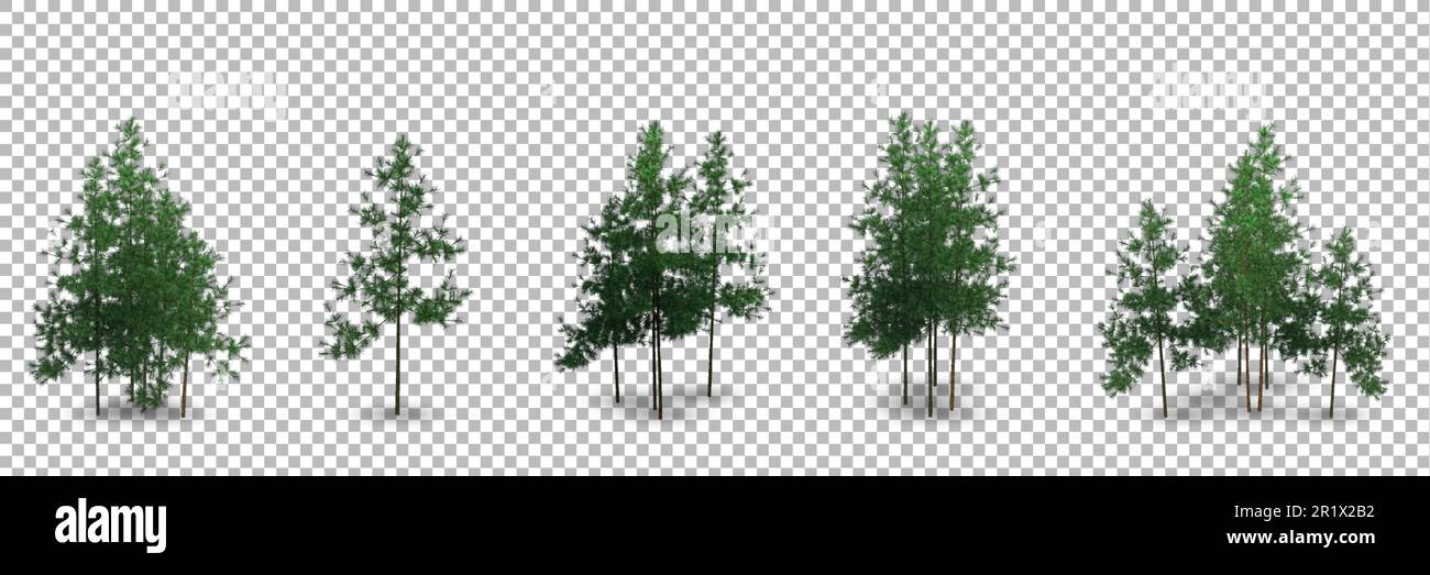 Sets of 3D rendering pine trees with transparency background Stock ...
