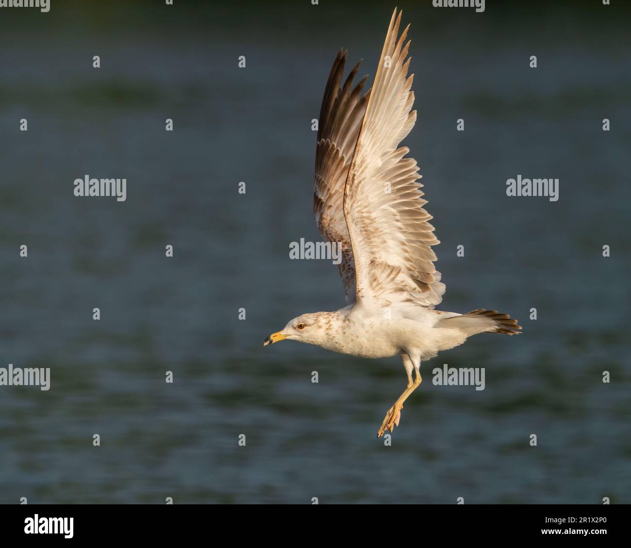 A ring-billed gull in flight Stock Photo - Alamy