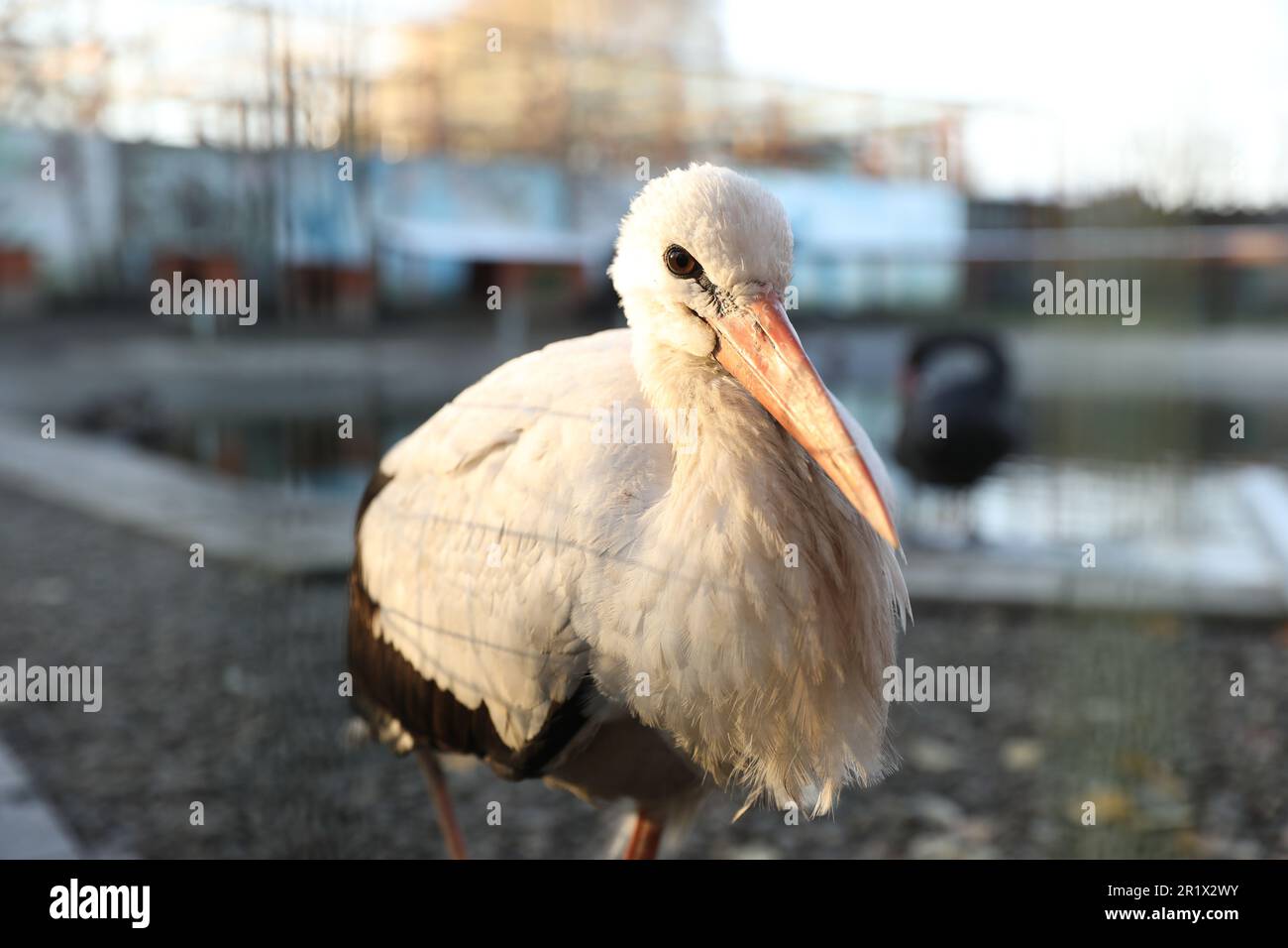 Stork in zoo hi-res stock photography and images - Alamy