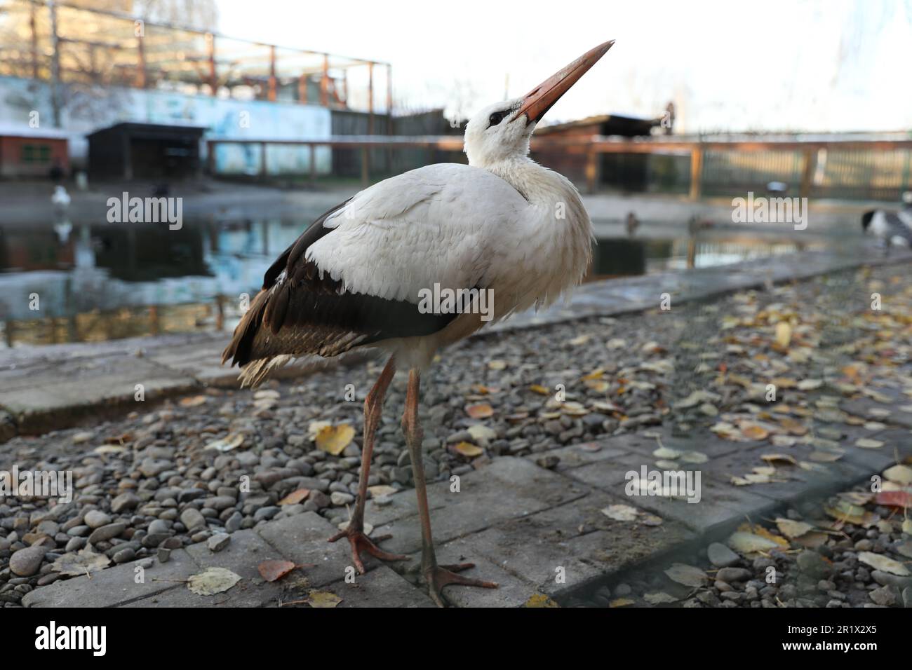 Beautiful white stork inside of aviary in zoo Stock Photo - Alamy
