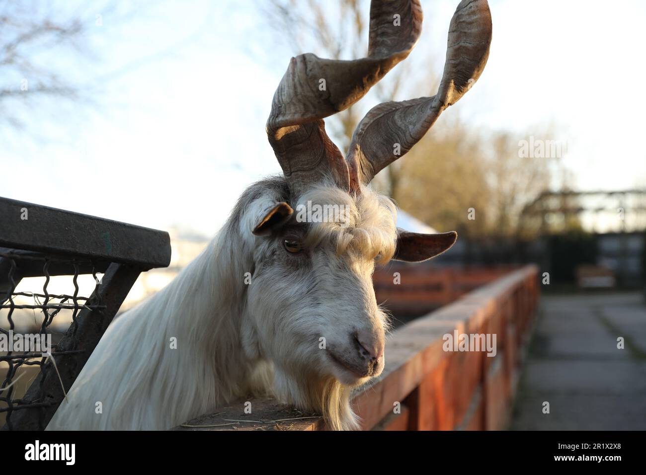 Beautiful Girgentana Goat inside of paddock in zoo Stock Photo - Alamy