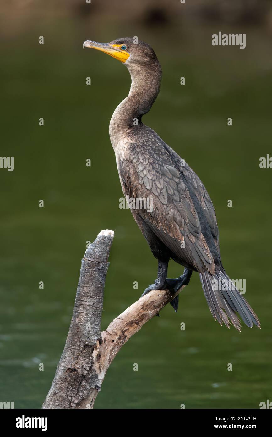 Double crested cormorant birds hi-res stock photography and images - Alamy