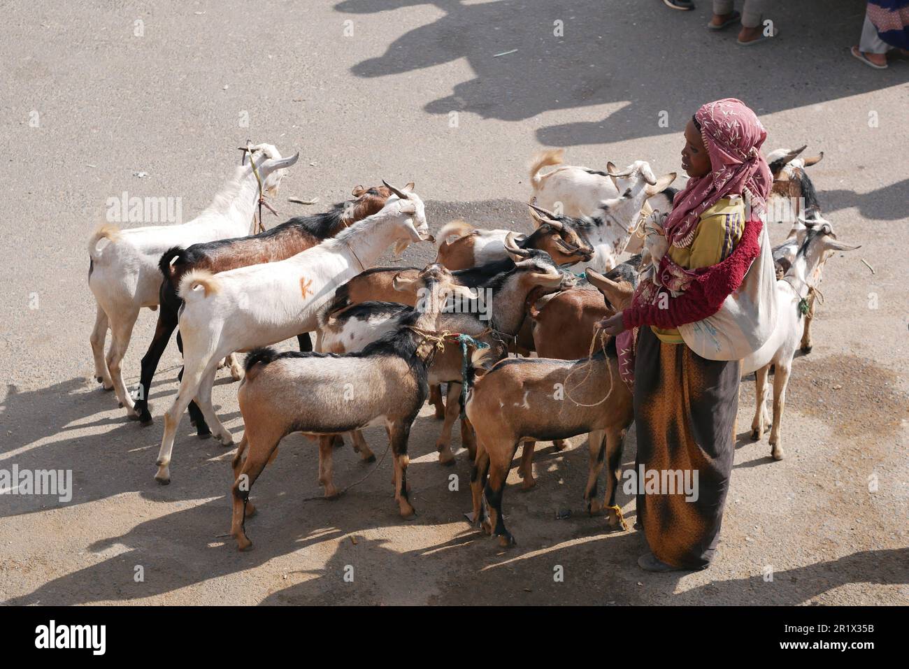 Old woman with goats hi-res stock photography and images - Alamy