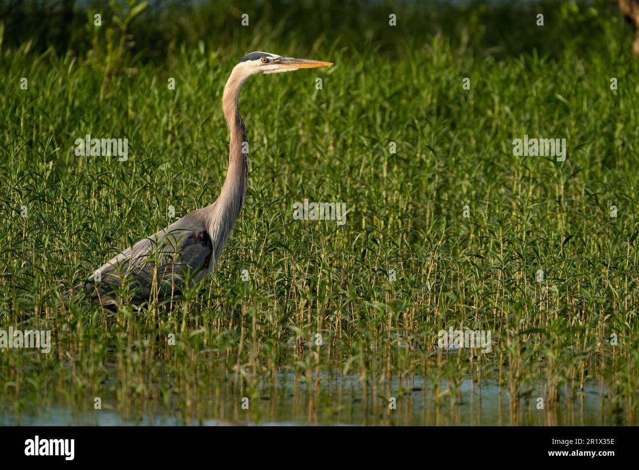 A great blue heron wading in grasses on Jordan Lake Stock Photo - Alamy