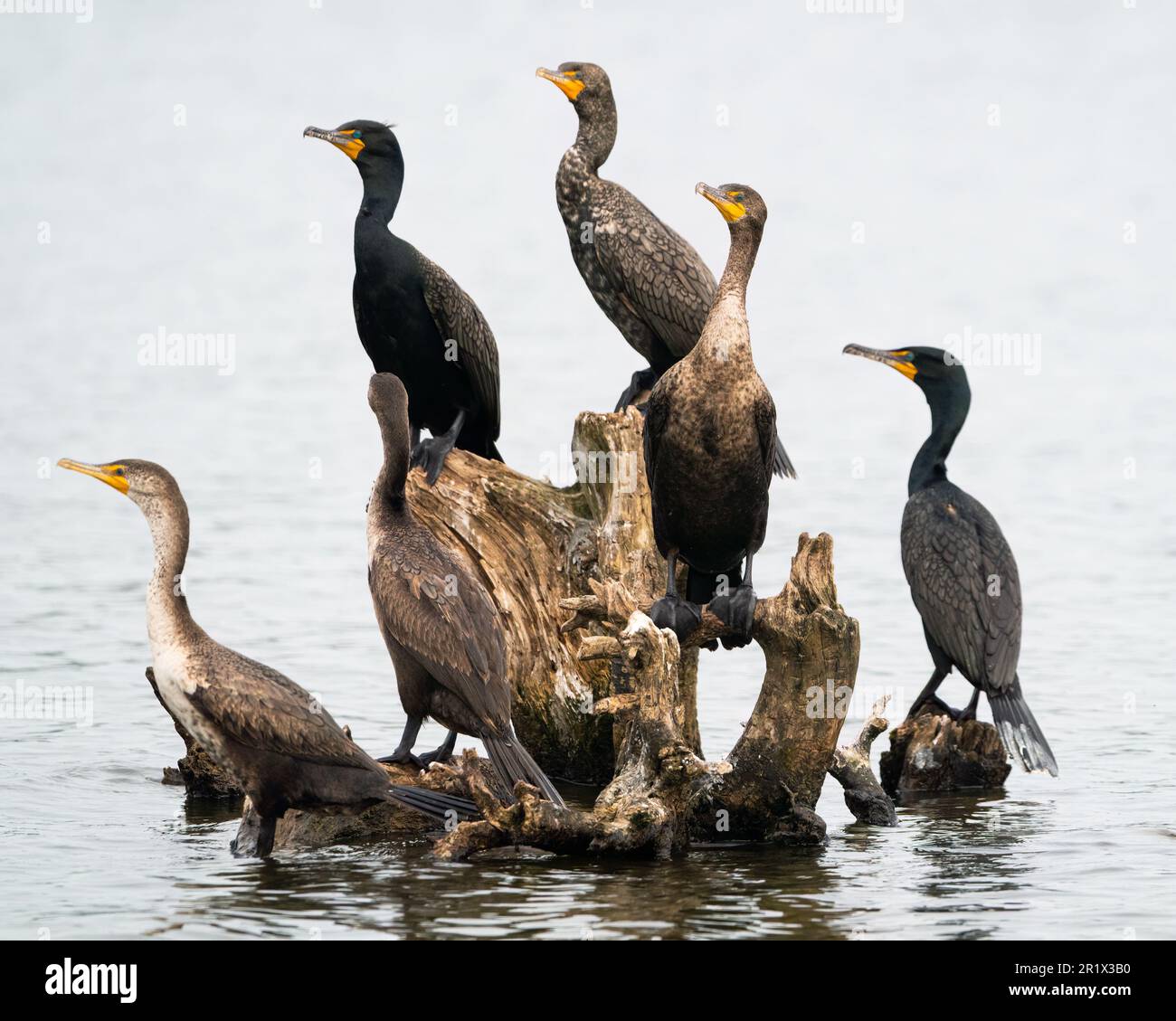 A bunch of cormorants gathering on dead wood Stock Photo - Alamy