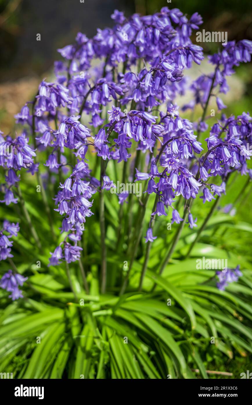 Bule Spanish bluebell Hyacinthoides hispanica flowers. Pretty purple ...