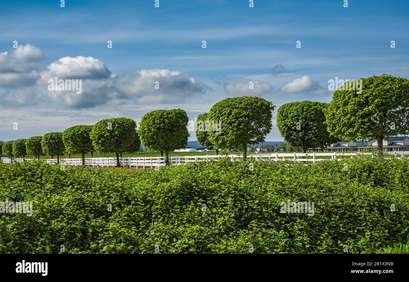 Farm field with rows of trees converging into a vanishing point. Fence ...