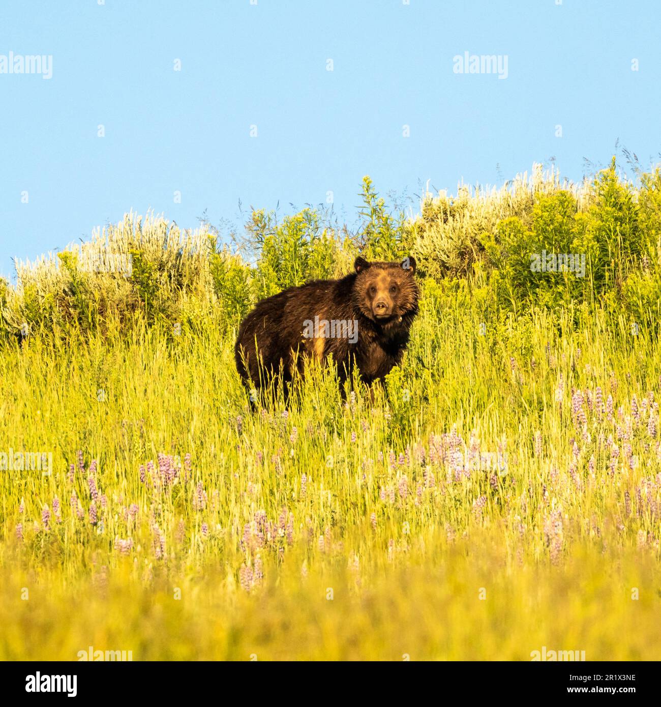 Bear grabs hi-res stock photography and images - Alamy