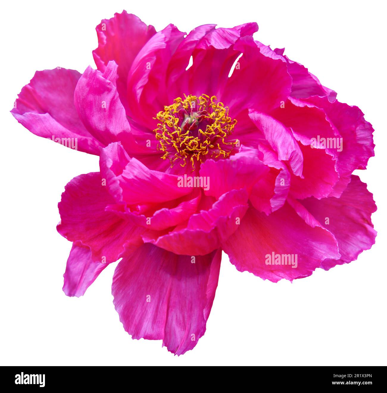 A blooming peony flower with pink and white petal color. Isolated ...