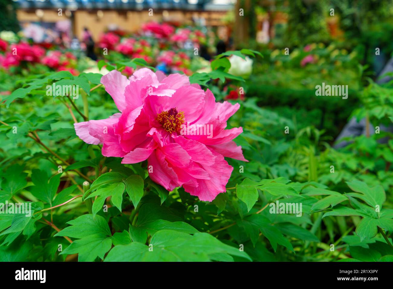Blooming peony flowers with pink and white petal color. In the garden ...