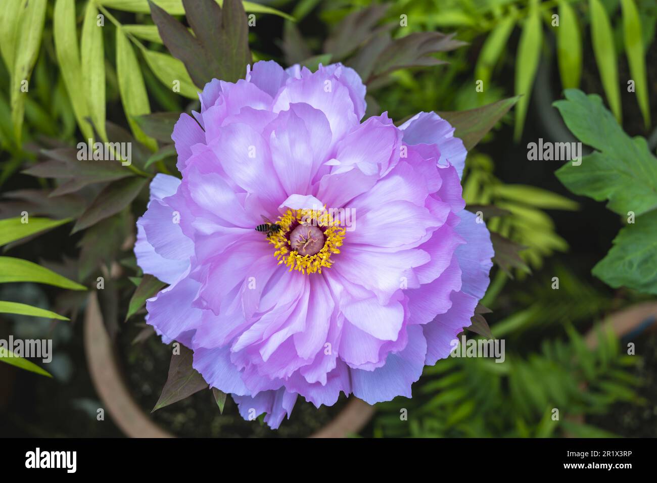A blooming peony flower with pink, white and purple petal colors. In ...