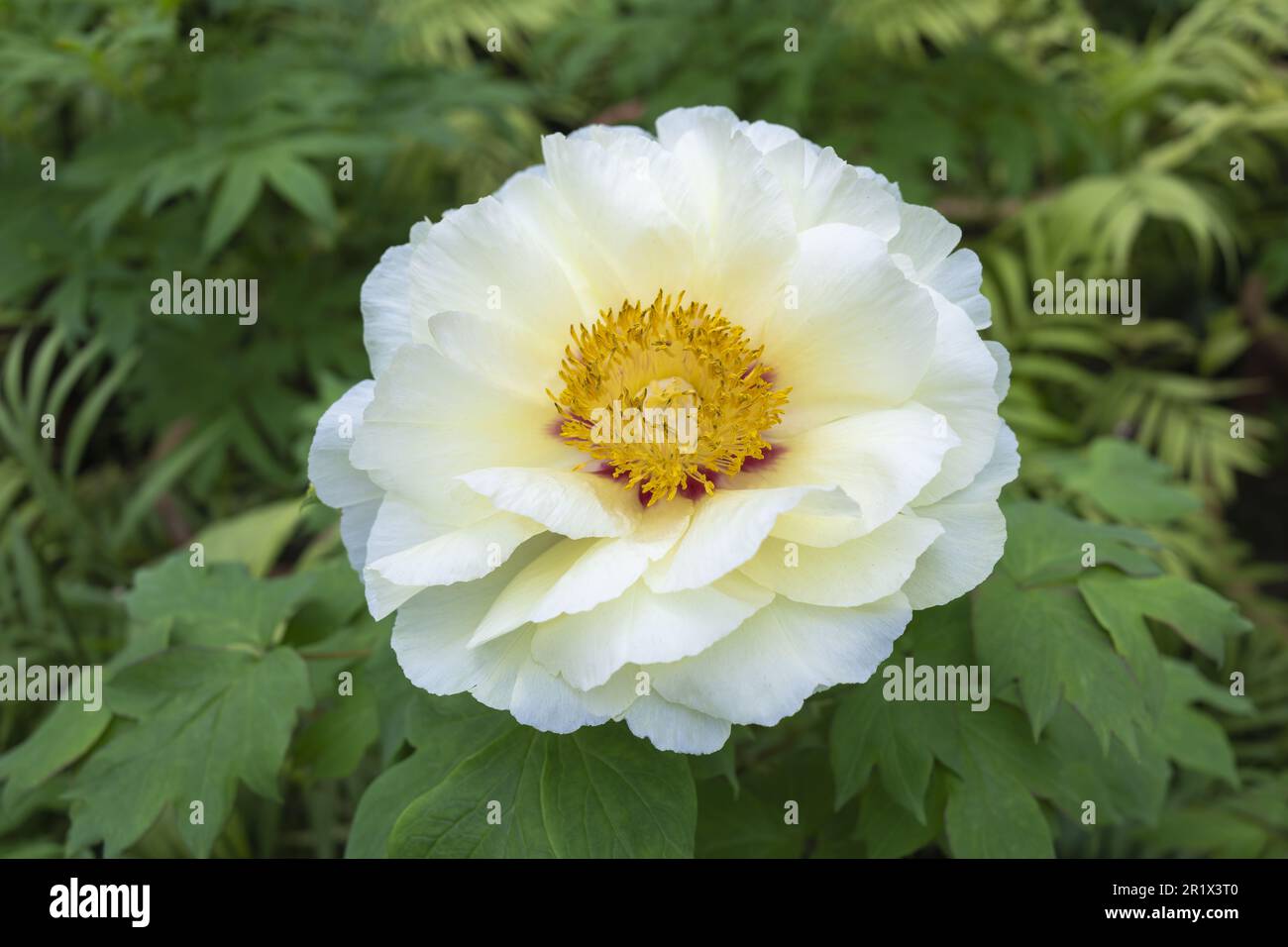 A peony flower in full bloom with yellow and white petal colors. In the ...