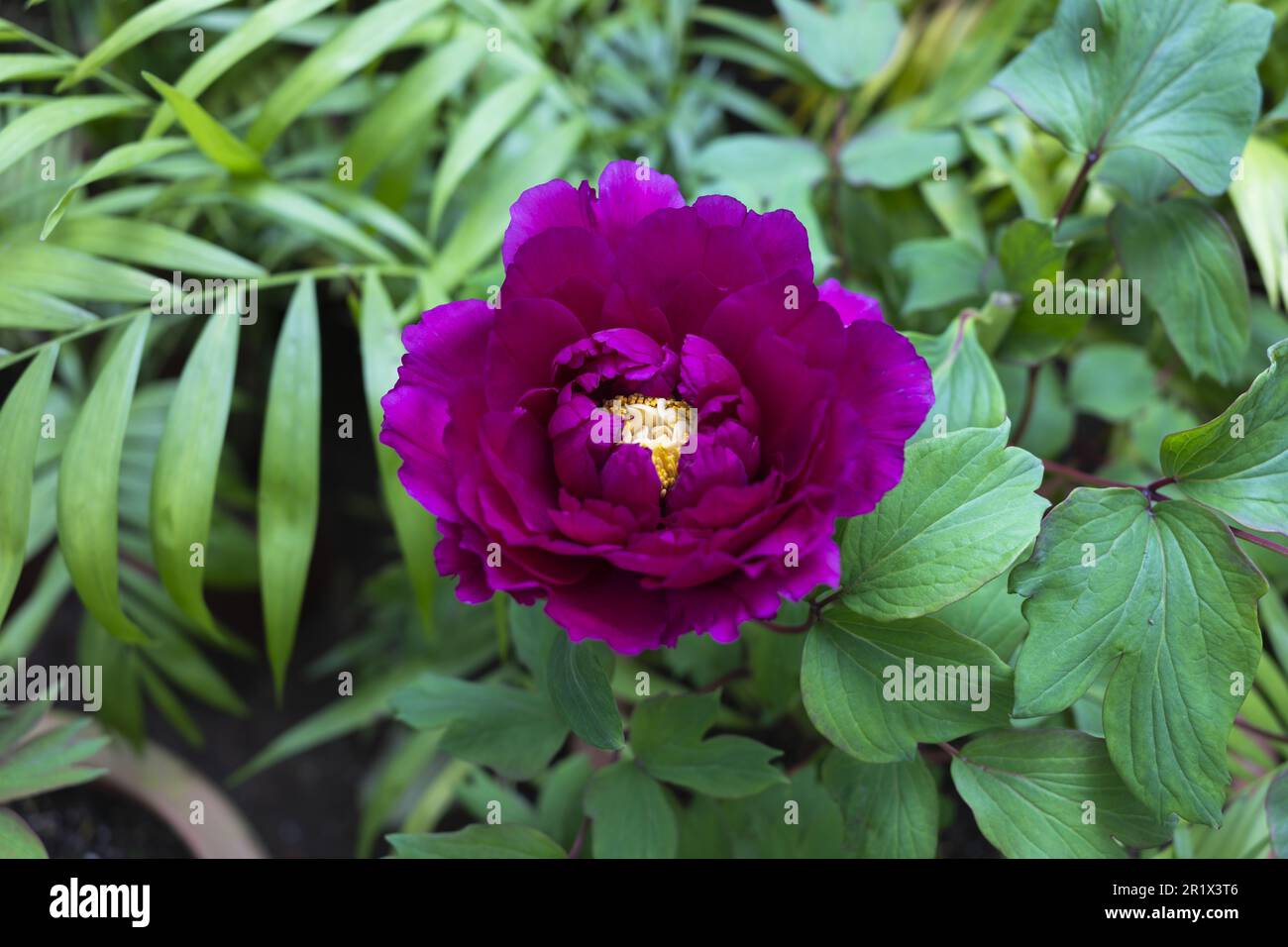 A blooming peony flower with pink and magenta petal color. In the ...