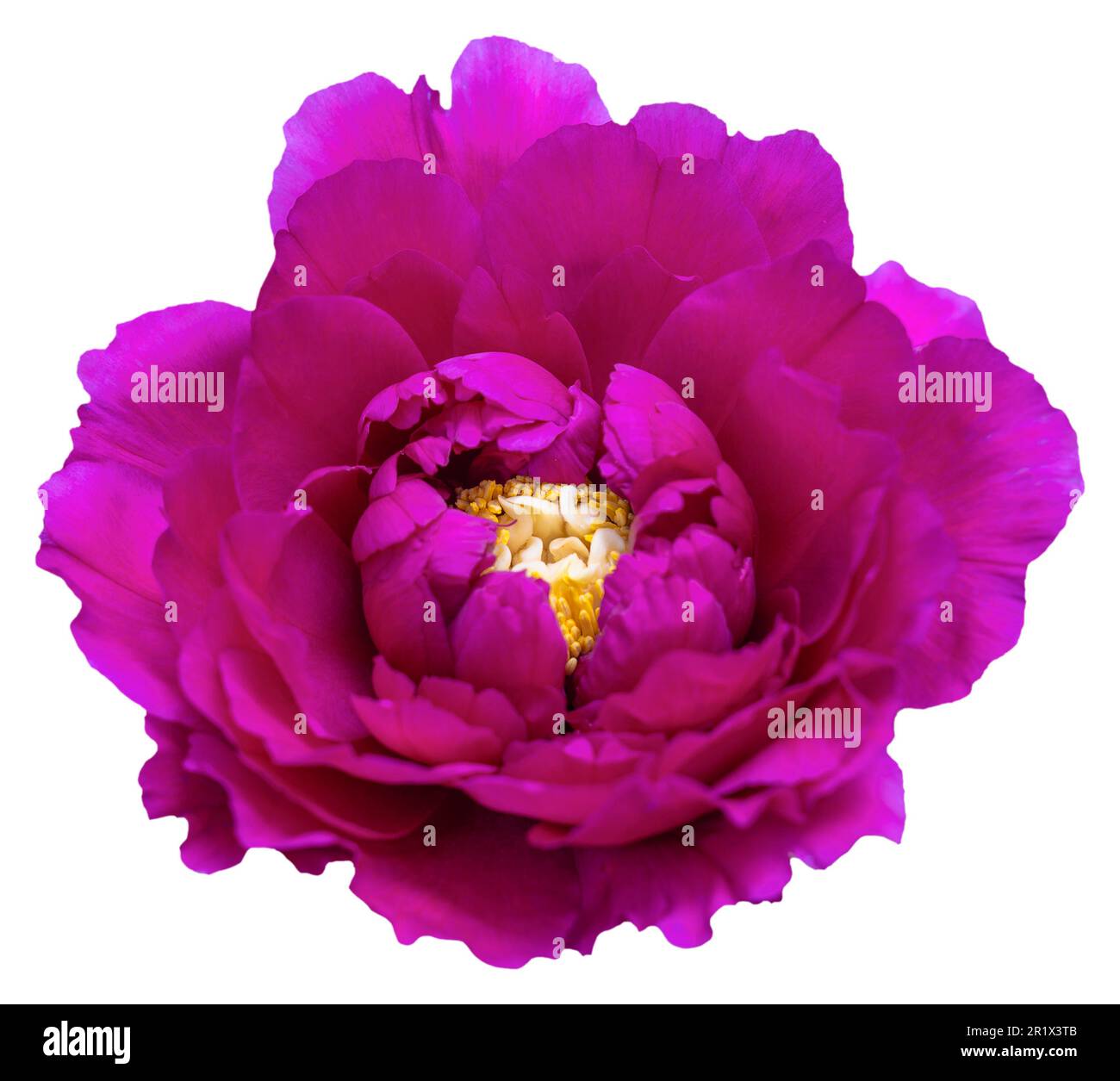 A blooming peony flower with pink and magenta petal color. Isolated ...