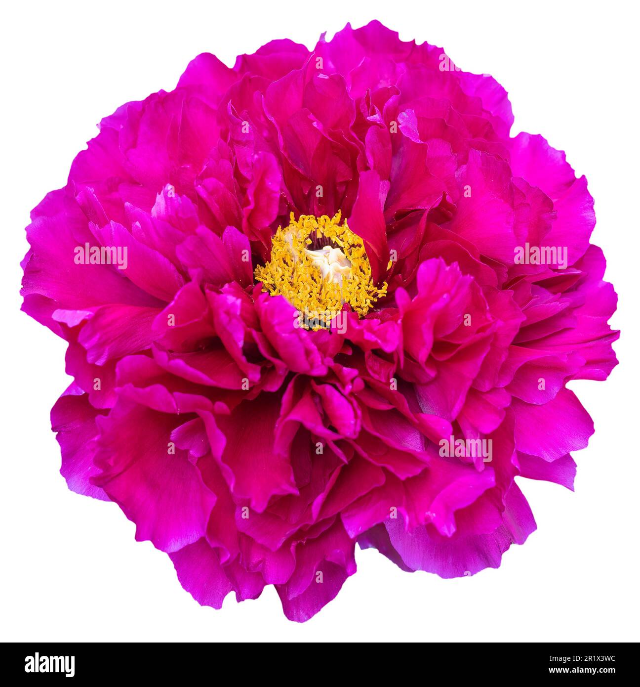 A blooming peony flower with pink and magenta petal color. Isolated ...