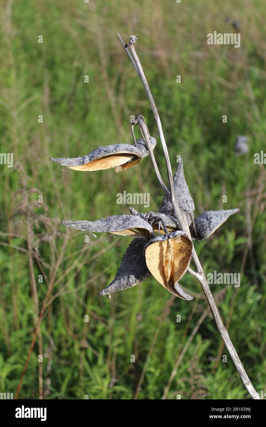 Empty milkweed seed pods at Miami Woods in Morton Grove, Illinois Stock ...