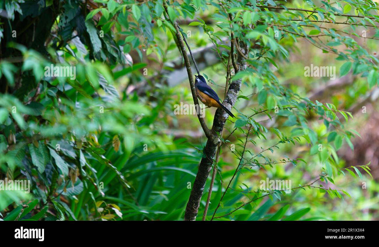 A White-eared Sibia rests on a tree branch. Heterophasia auricularis is ...