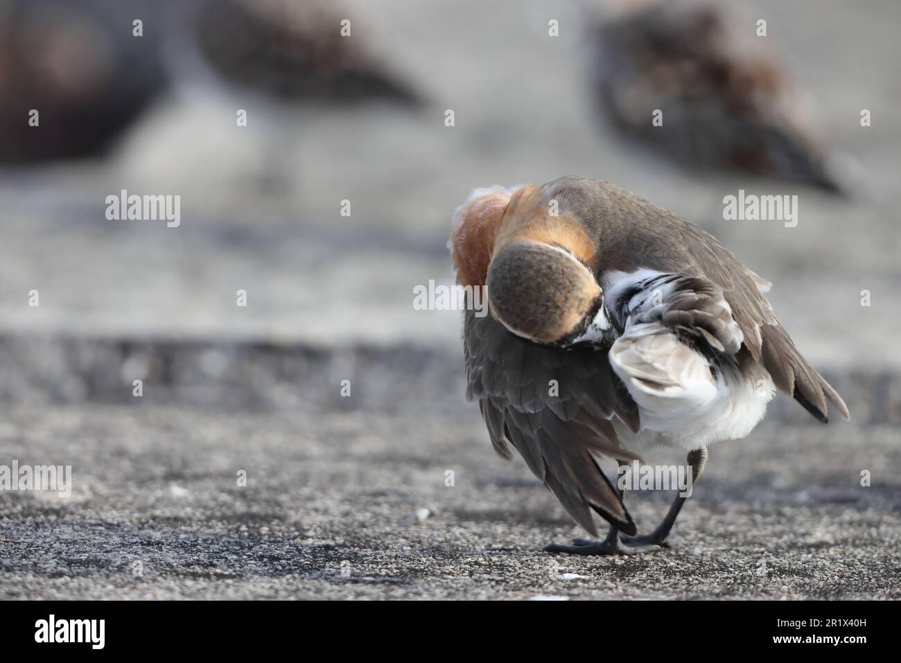 Lesser Sand Plover (Charadrius mongolus) in Japan Stock Photo - Alamy