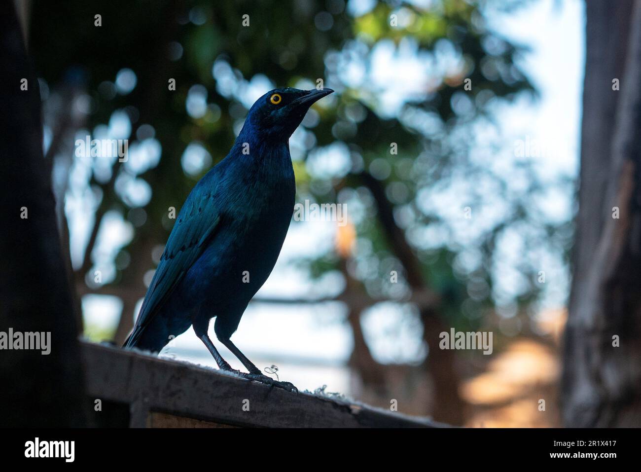 Close up of African starling perched on a wall Stock Photo - Alamy