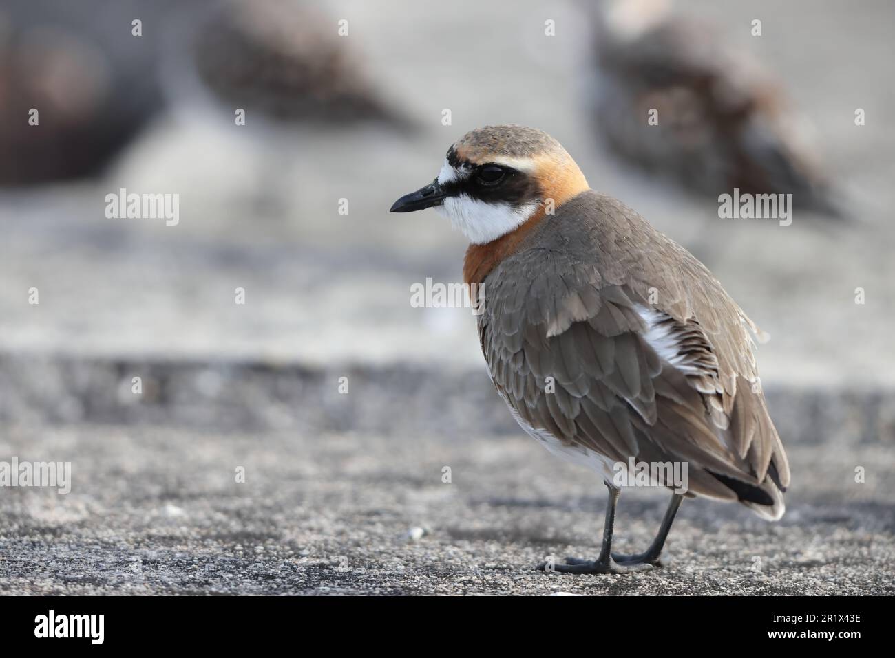 Lesser Sand Plover (Charadrius mongolus) in Japan Stock Photo - Alamy
