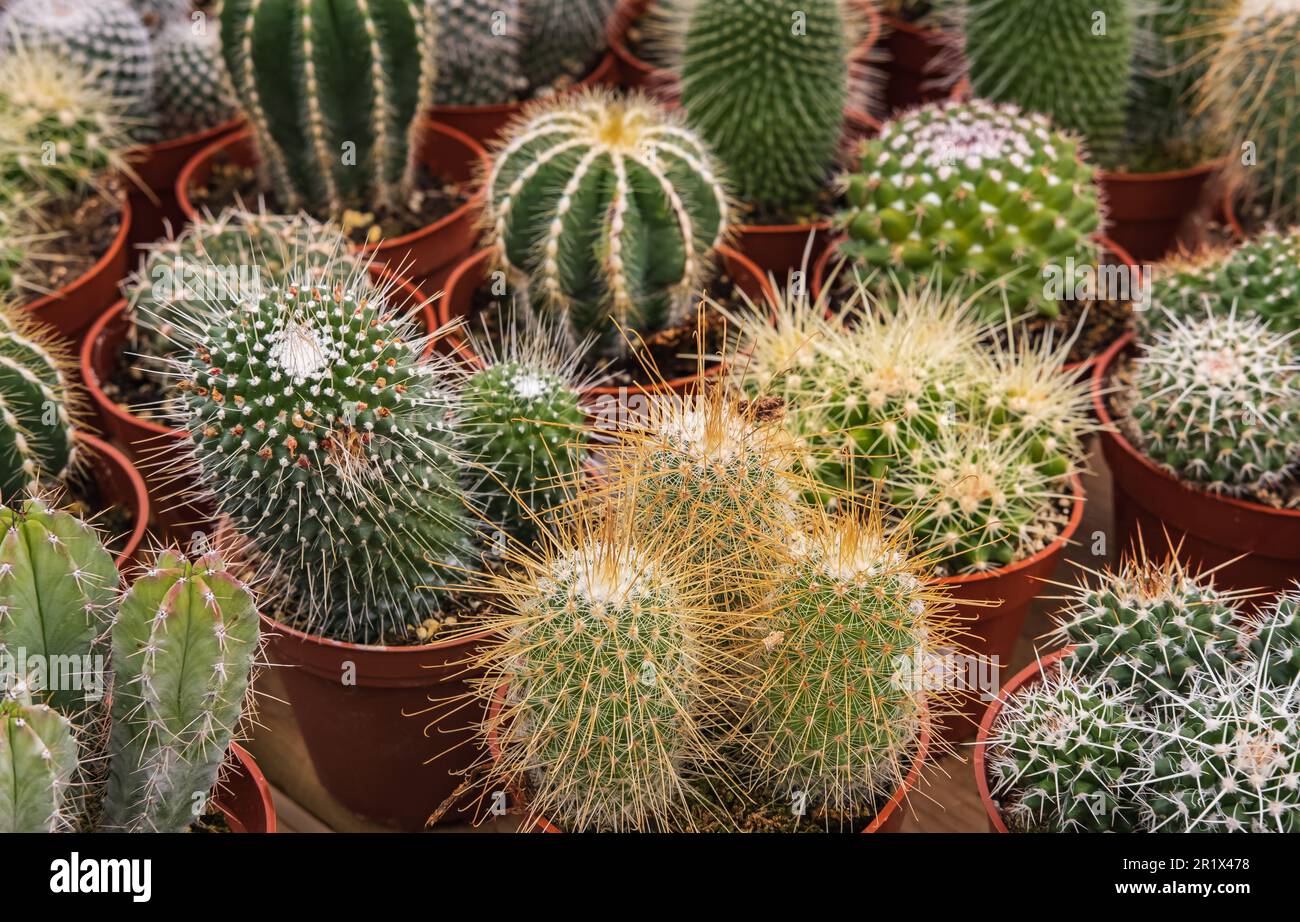 Collection of cactus plants in pots as a background.Various cacti mix in the greenhouse.Tropical ...