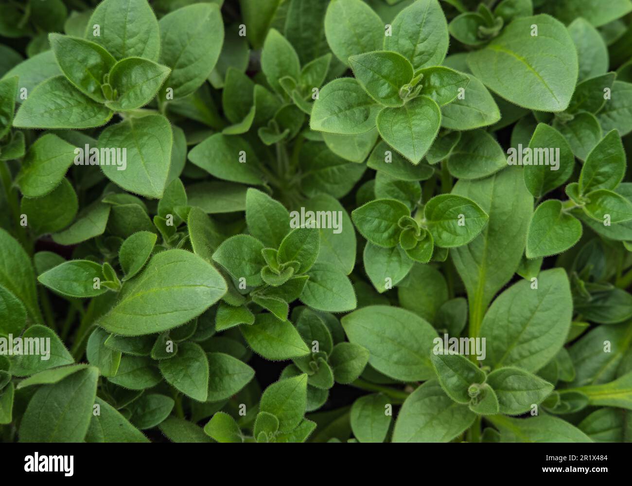 Oregano green furry new leaves Origanum vulgare. Fresh oregano growing ...
